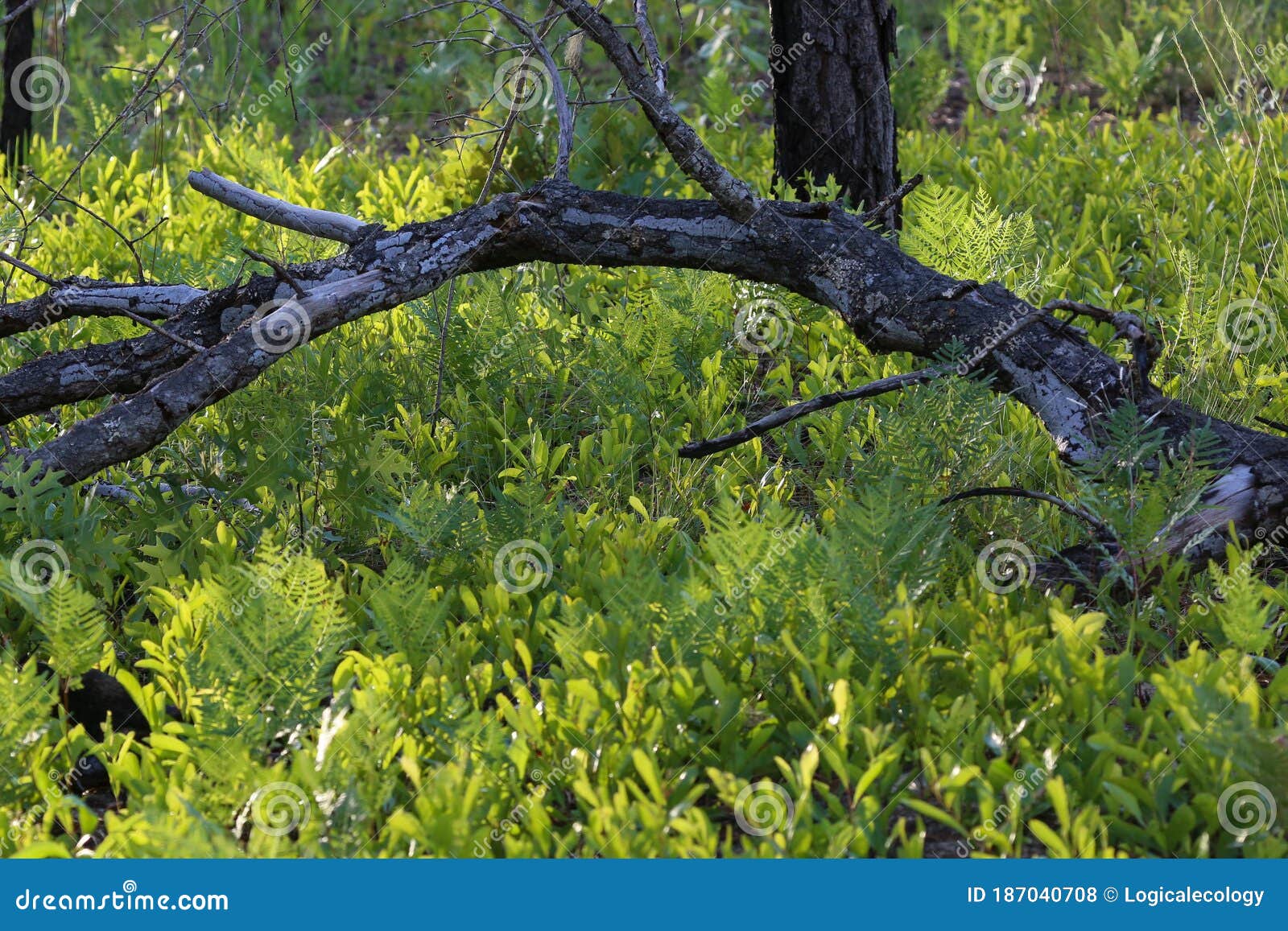Fallen Tree in the Woods stock photo. Image of serenity - 187040708