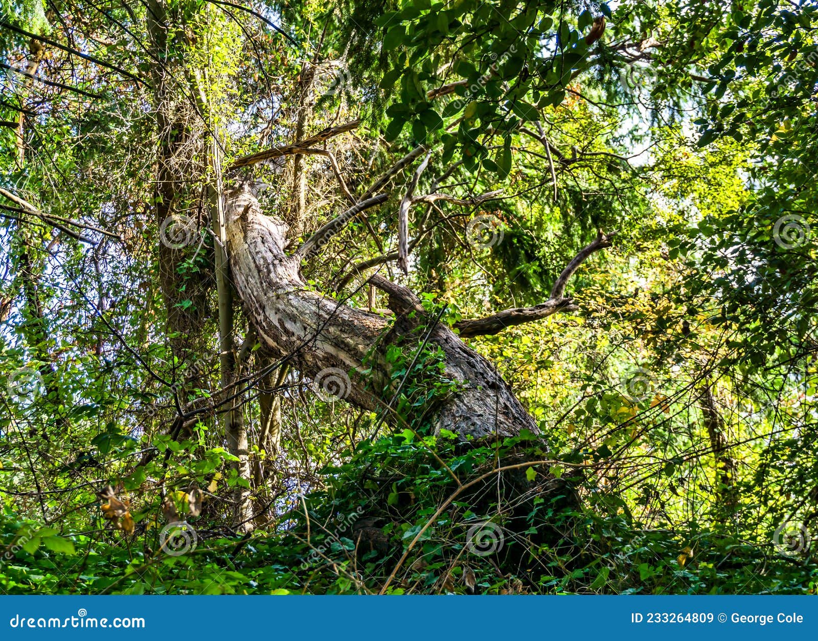 Fallen Tree in Woods stock image. Image of park, tree - 233264809