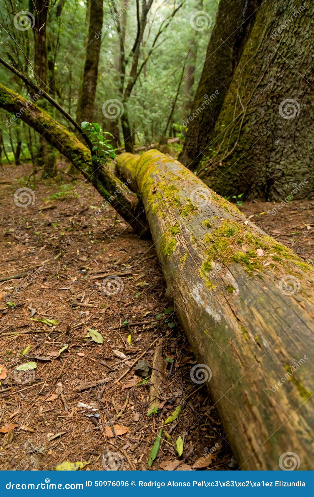 Fallen Tree In The Woods Stock Photo - Image: 50976096