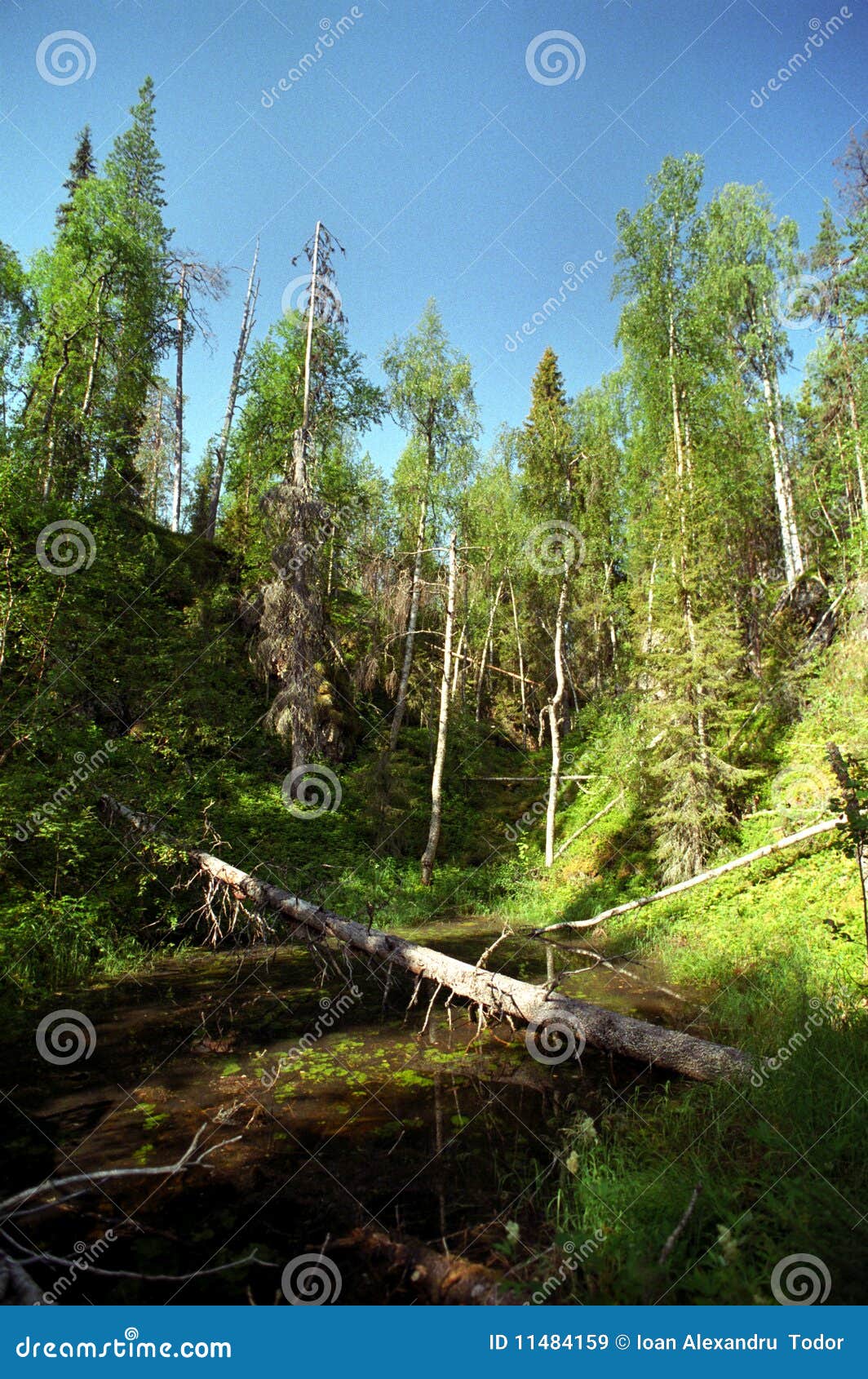 Fallen Trees Royalty-Free Stock Photography | CartoonDealer.com #13129931