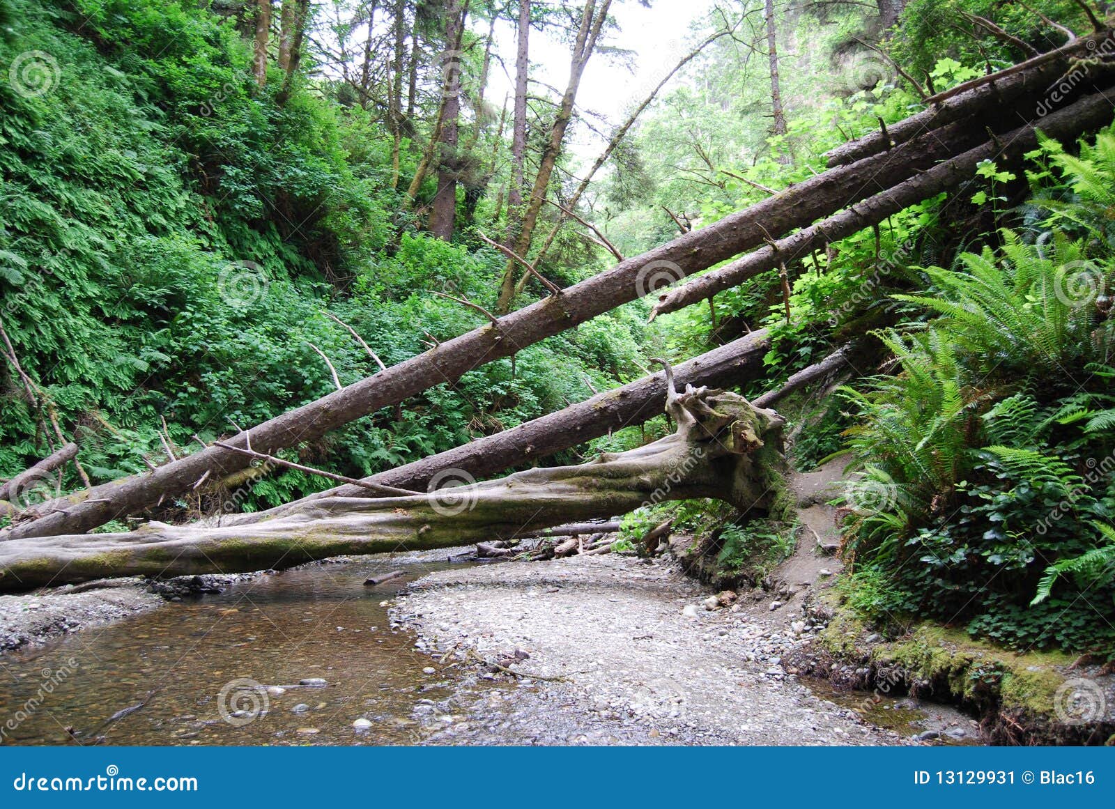 Fallen Trees stock image. Image of scenery, trunk, rocks - 13129931