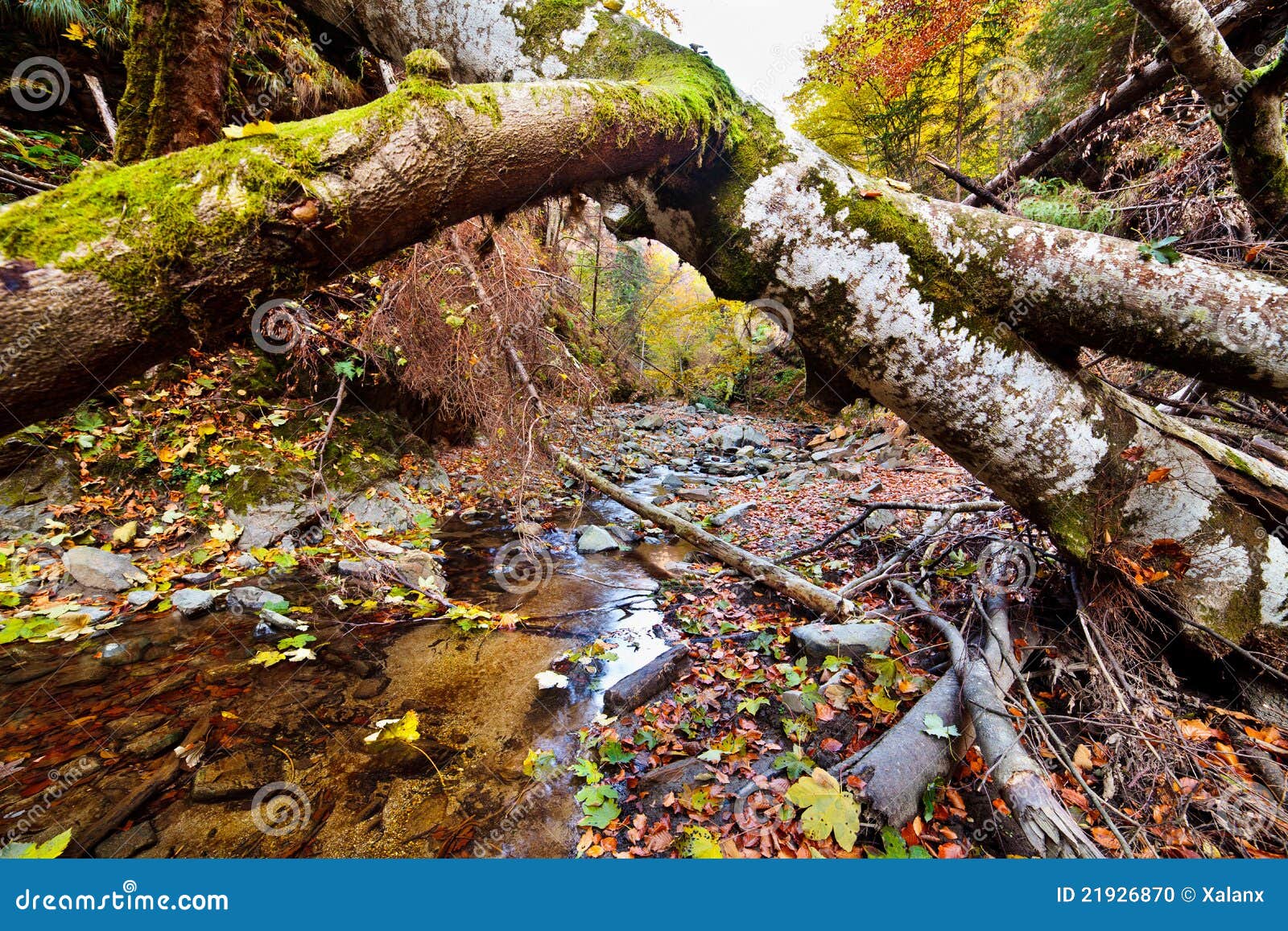 Fallen trees stock photo. Image of fall, october, leaves - 21926870