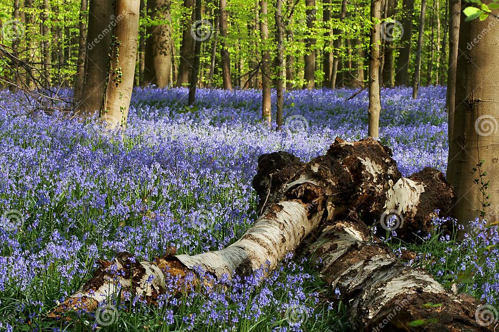 Fallen trees stock photo. Image of bells, bulbs, carpet - 2632702