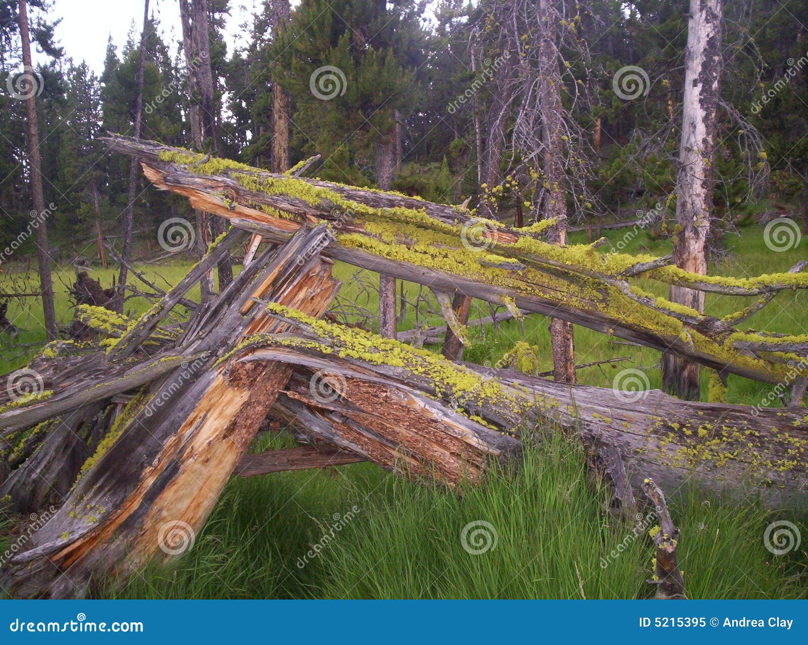 Fallen trees stock image. Image of trees, park, decay - 5215395