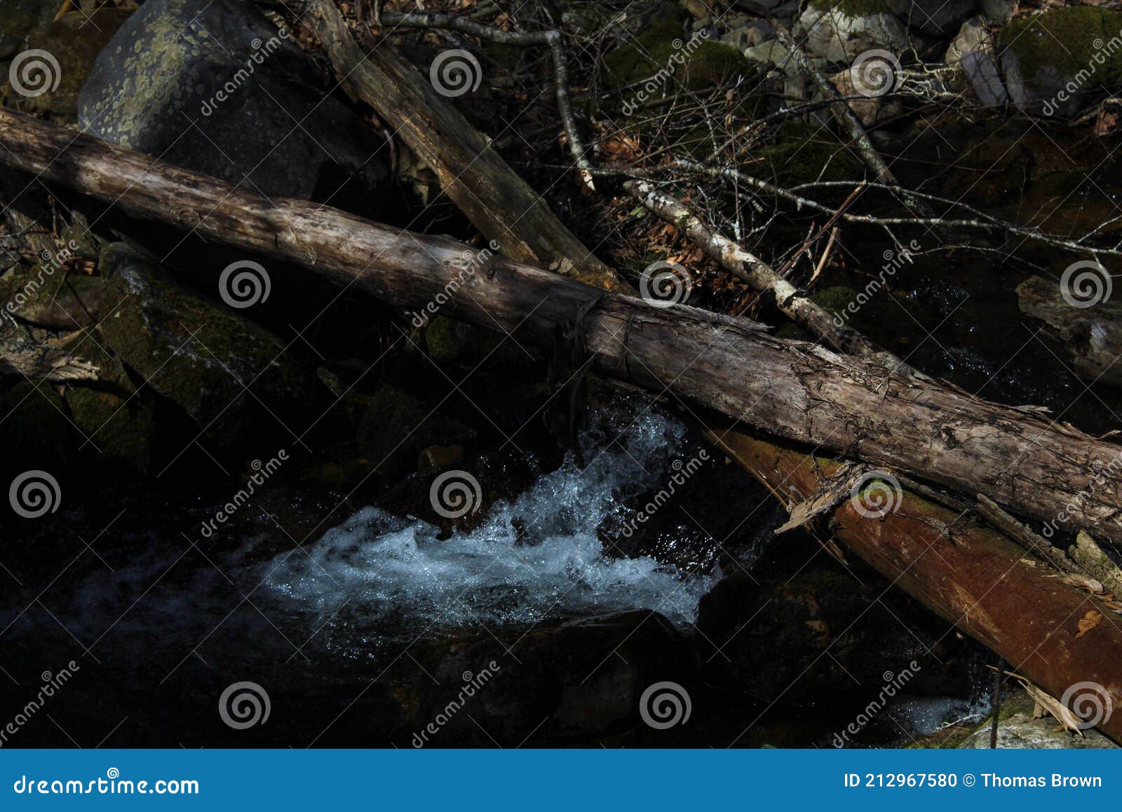 Fallen Trees Across a Creek in the Woods Stock Photo - Image of fallen ...