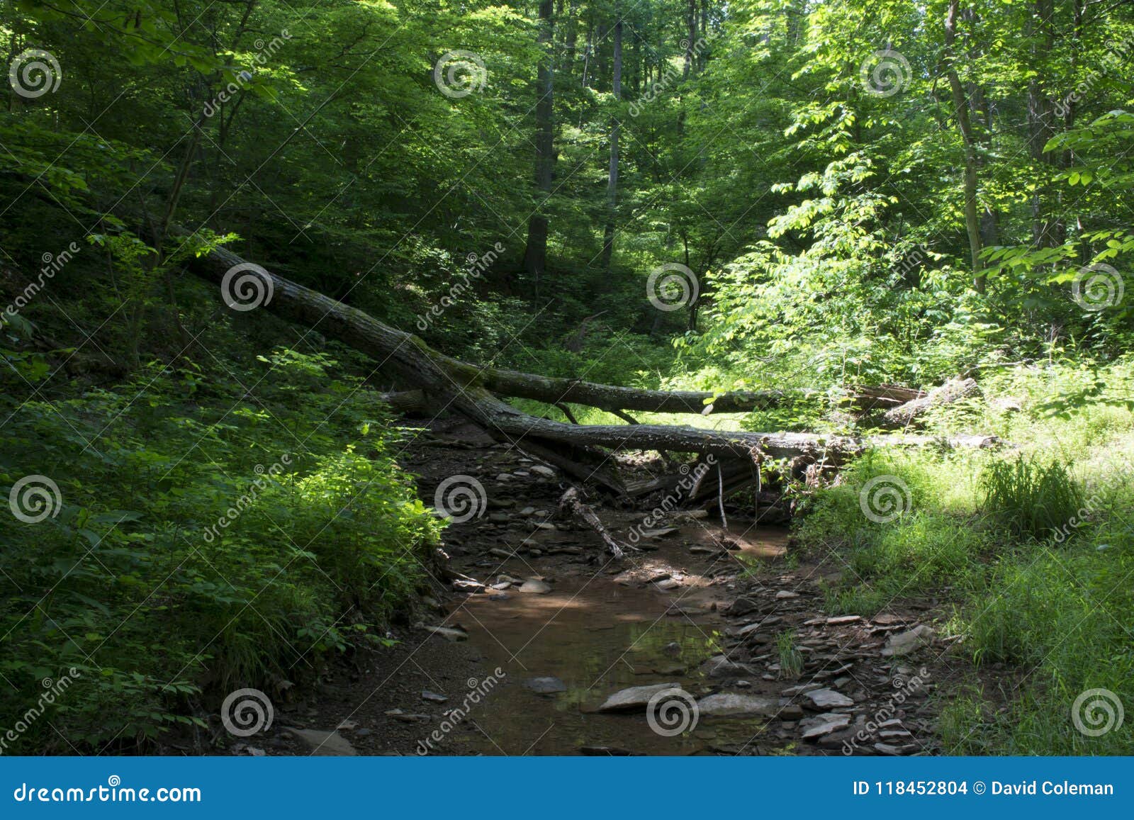 Fallen Trees Across a Stream Stock Photo - Image of water, vines: 118452804