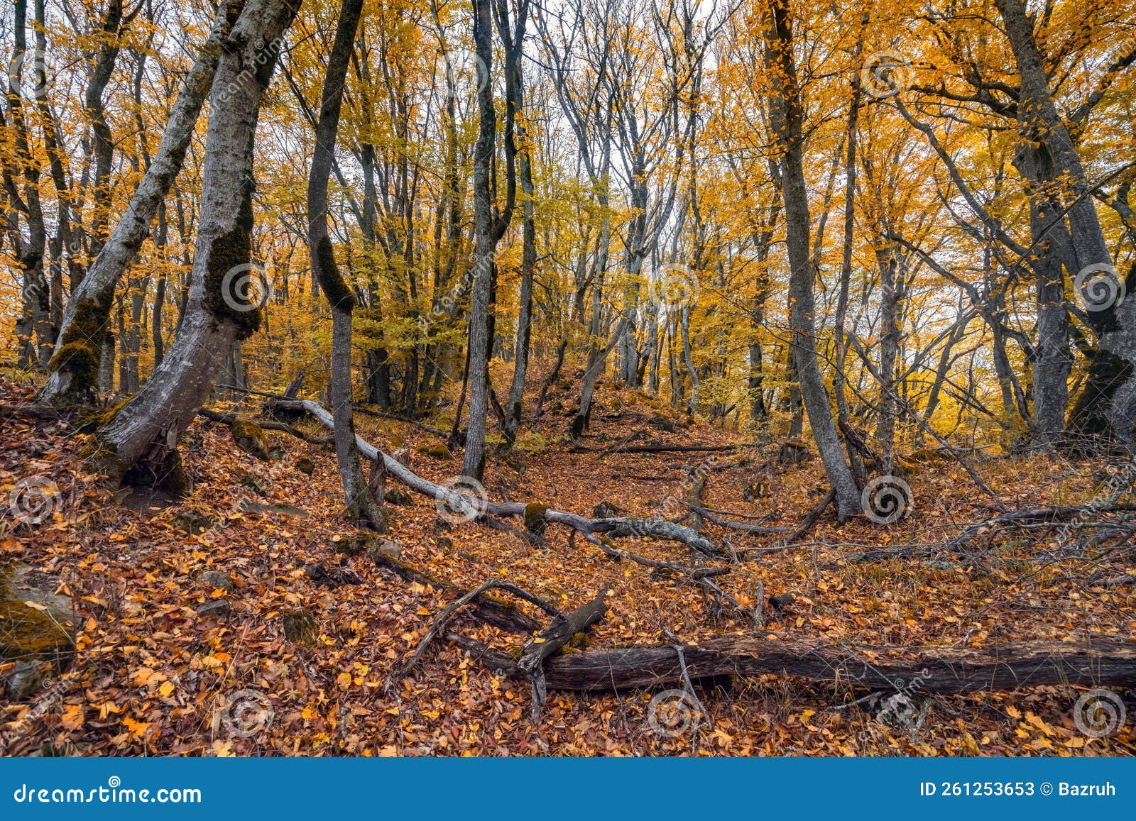 Fallen Trees in the Autumn Forest Stock Image - Image of deciduous ...