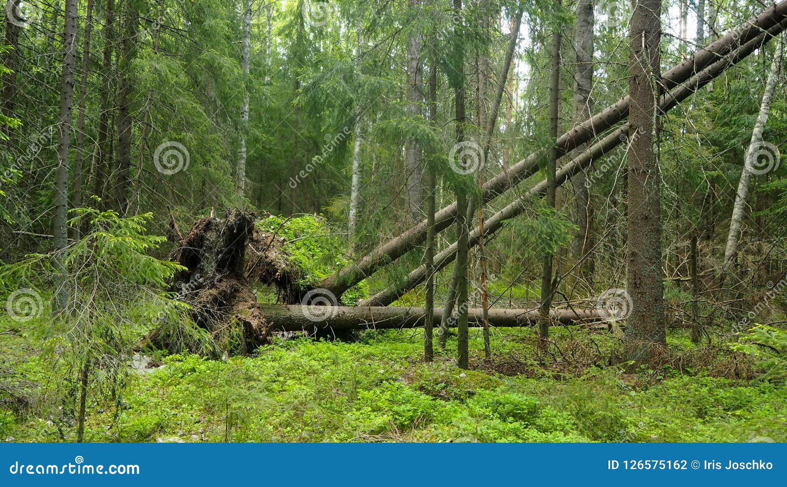 Fallen Trees with Big Roots in Natural Forest Stock Photo - Image of ...