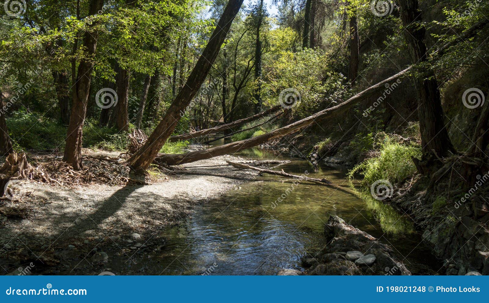 Fallen Trees Blocking Path in the Forest River Bank Stock Photo - Image ...