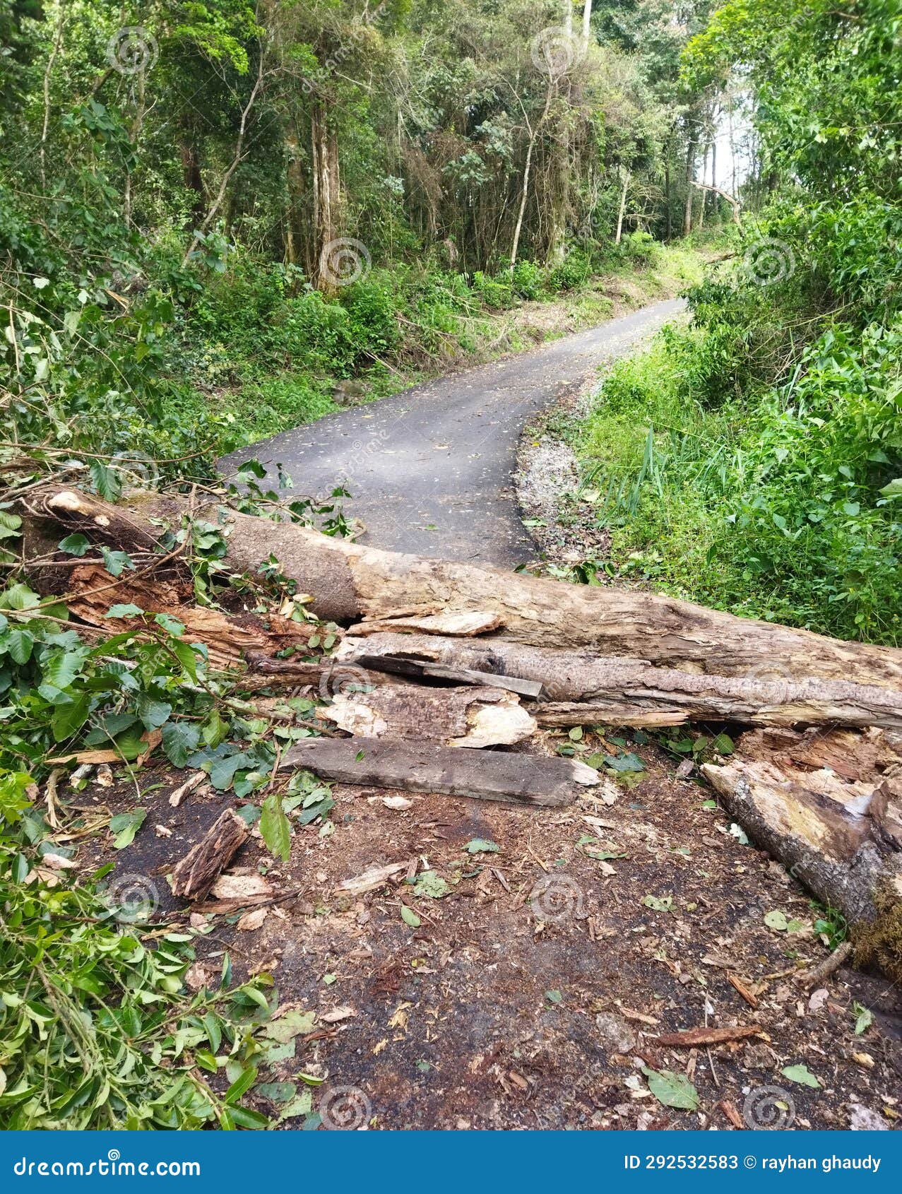 Fallen Trees Blocking Public Roads Stock Image - Image of trees ...