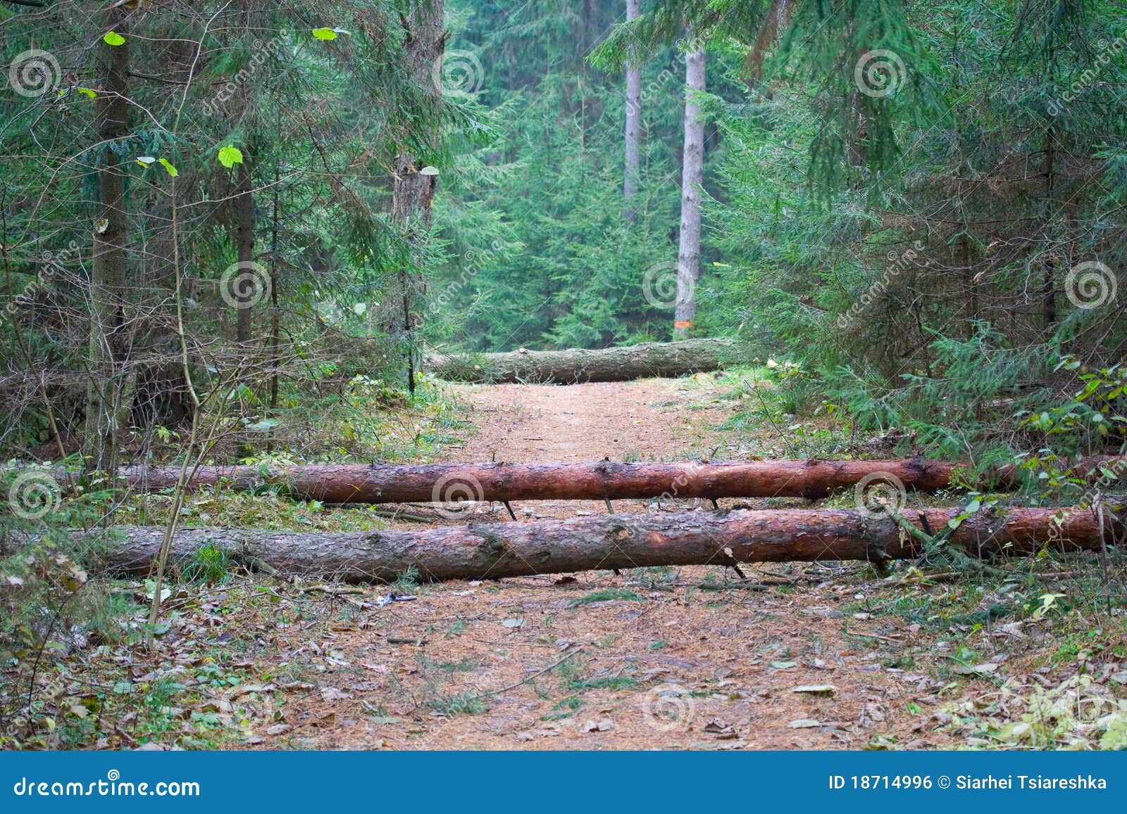 Fallen Trees Blocking the Road Stock Photo - Image of road, horizontal ...