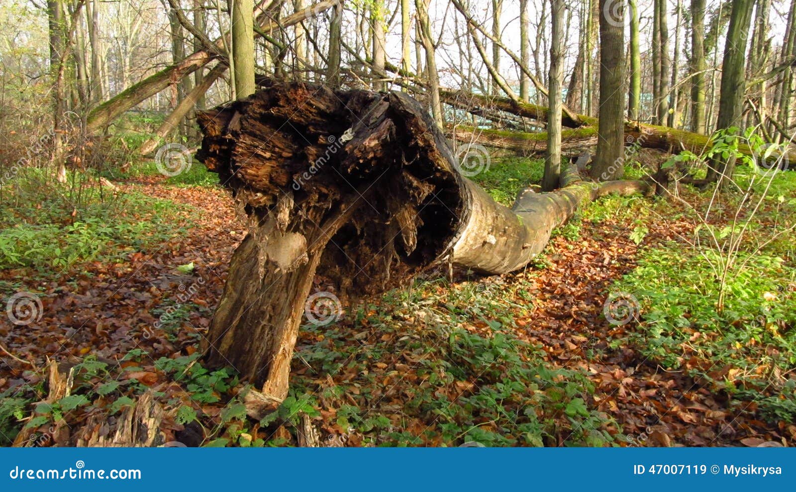 Fallen trees stock image. Image of background, biology - 47007119
