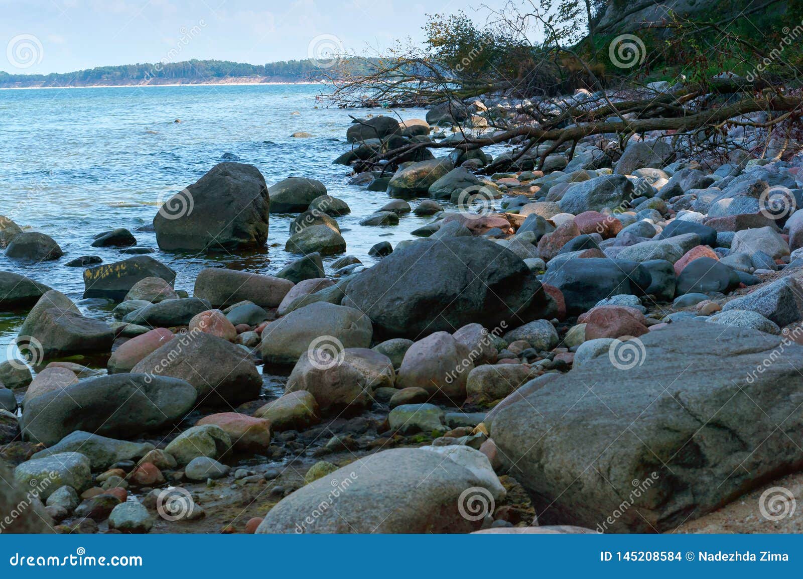 Fallen Trees and Cobblestones on the Sea, Rocky Beach Stock Photo ...