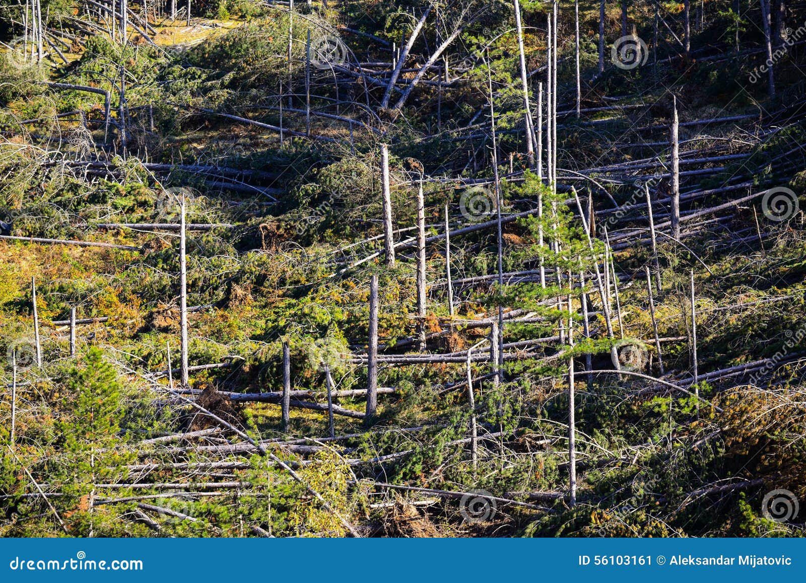 Fallen Trees in Coniferous Forest after Strong Hurricane Wind Stock ...
