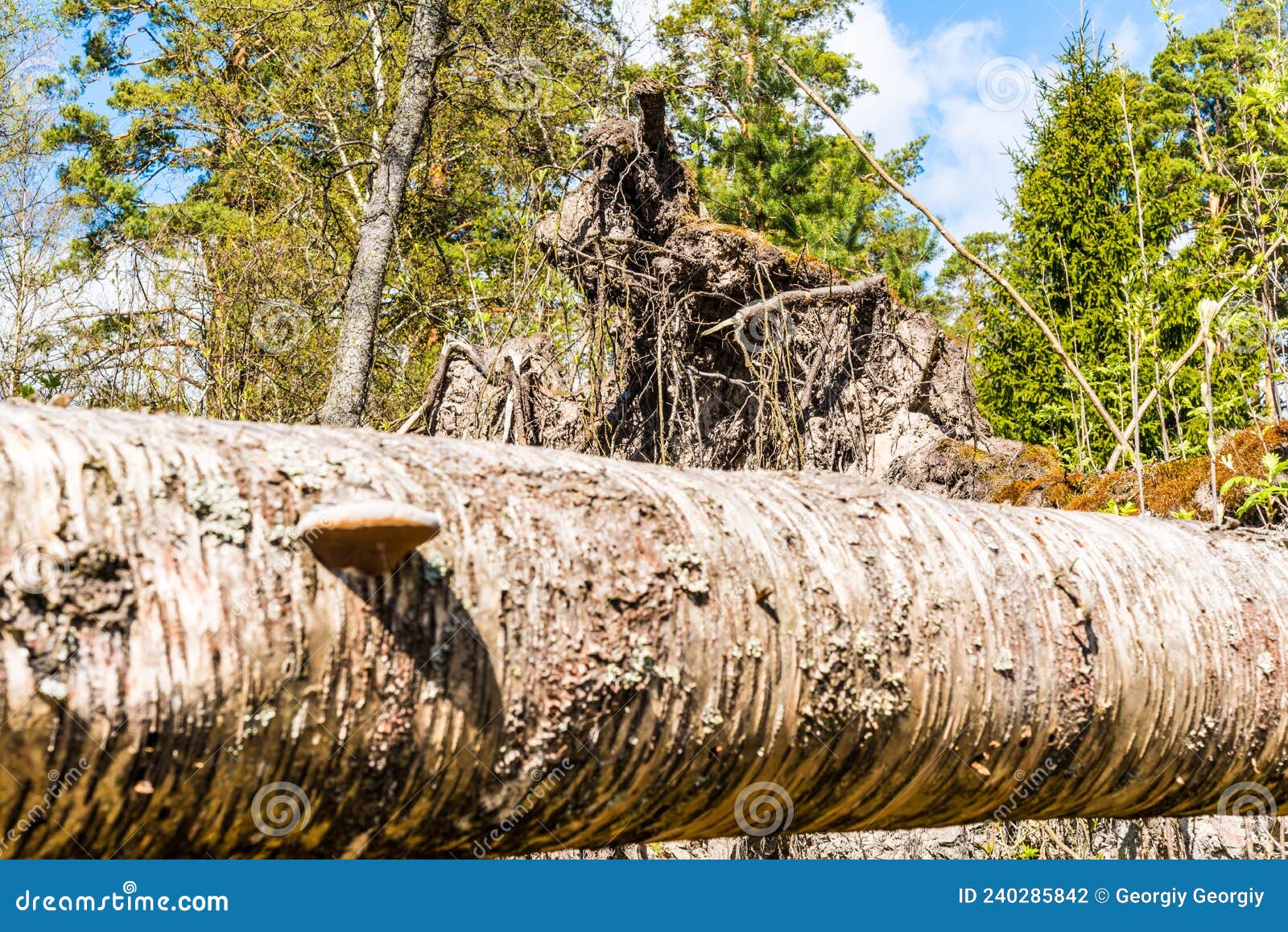 Fallen Trees in the Coniferous Forest after the Tornado Stock Photo ...