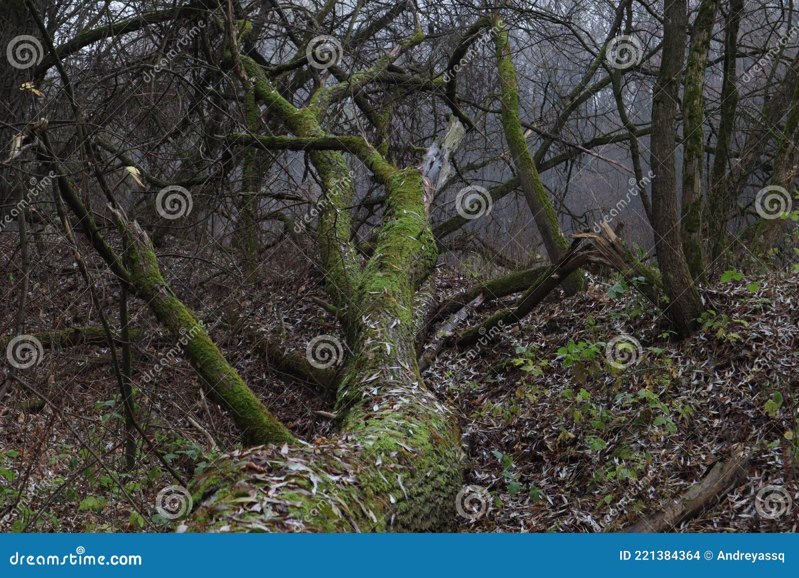 Big Fallen Dead Tree in the Forest Stock Photo - Image of fallen ...