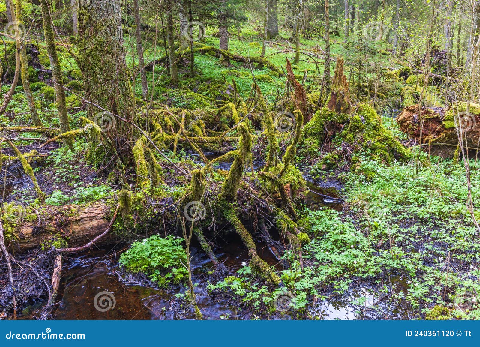 Fallen Trees Covered with Moss in an Swamp at a Old Growth Forest Stock ...