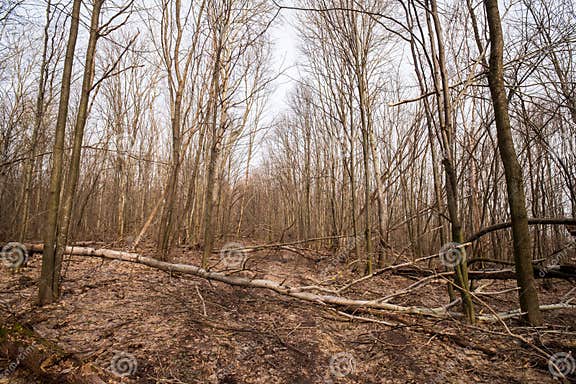 Fallen Trees Creating a Path through a Desolate Forest Landscape Stock ...