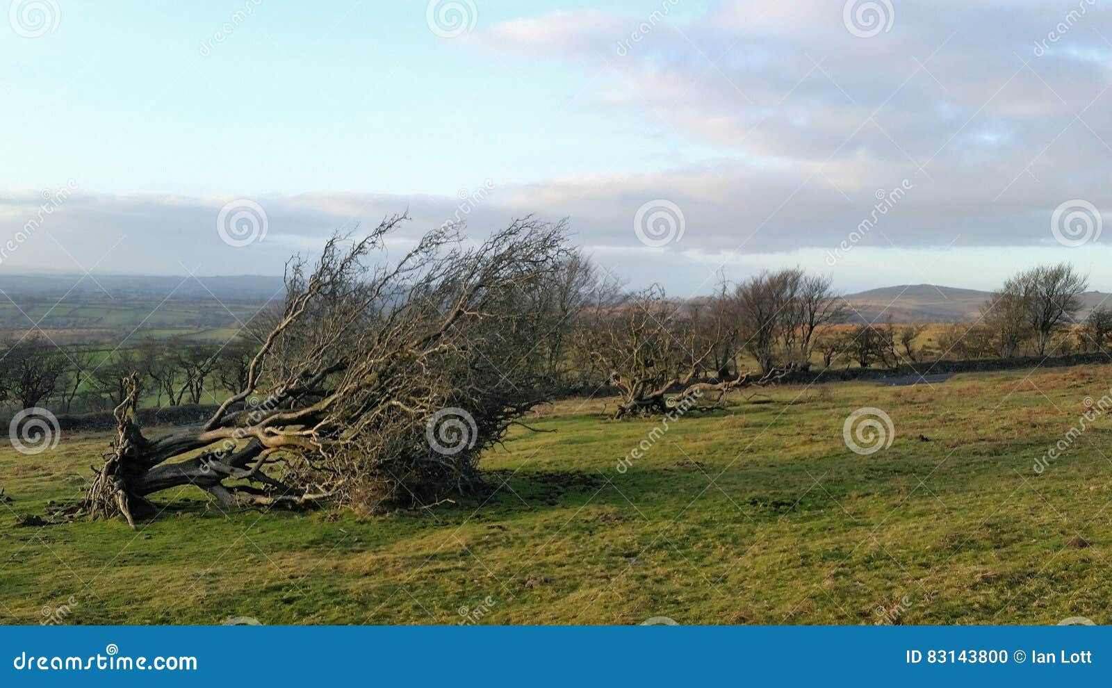 Fallen Trees on Dartmoor National Park Devon Stock Photo - Image of ...