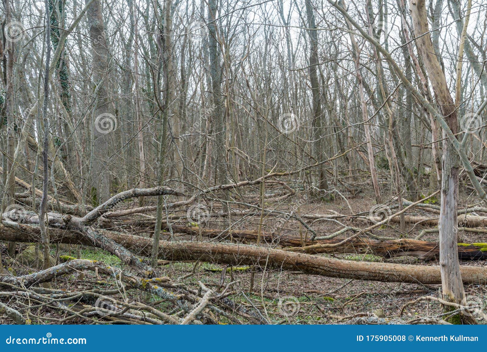Fallen Trees in a Deciduous Forest Stock Photo - Image of environment ...