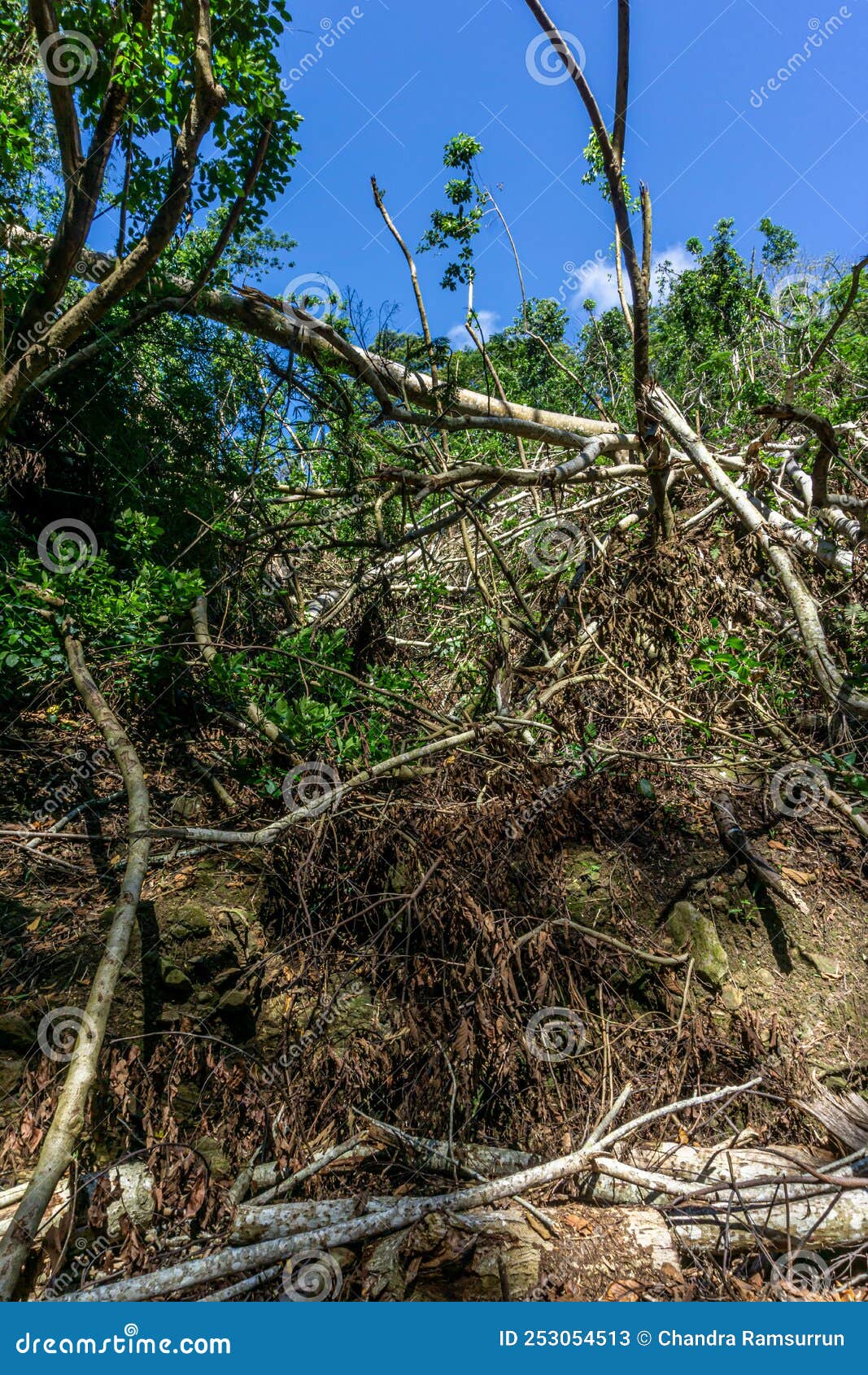 Fallen Trees and Destroyed Forestry after a Cyclone Stock Image - Image ...