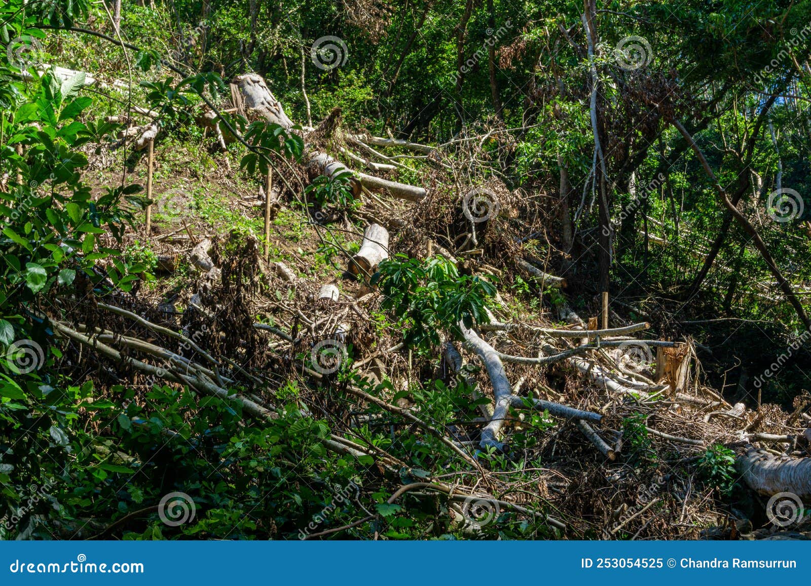 Fallen Trees and Destroyed Forestry after a Cyclone Stock Image - Image ...