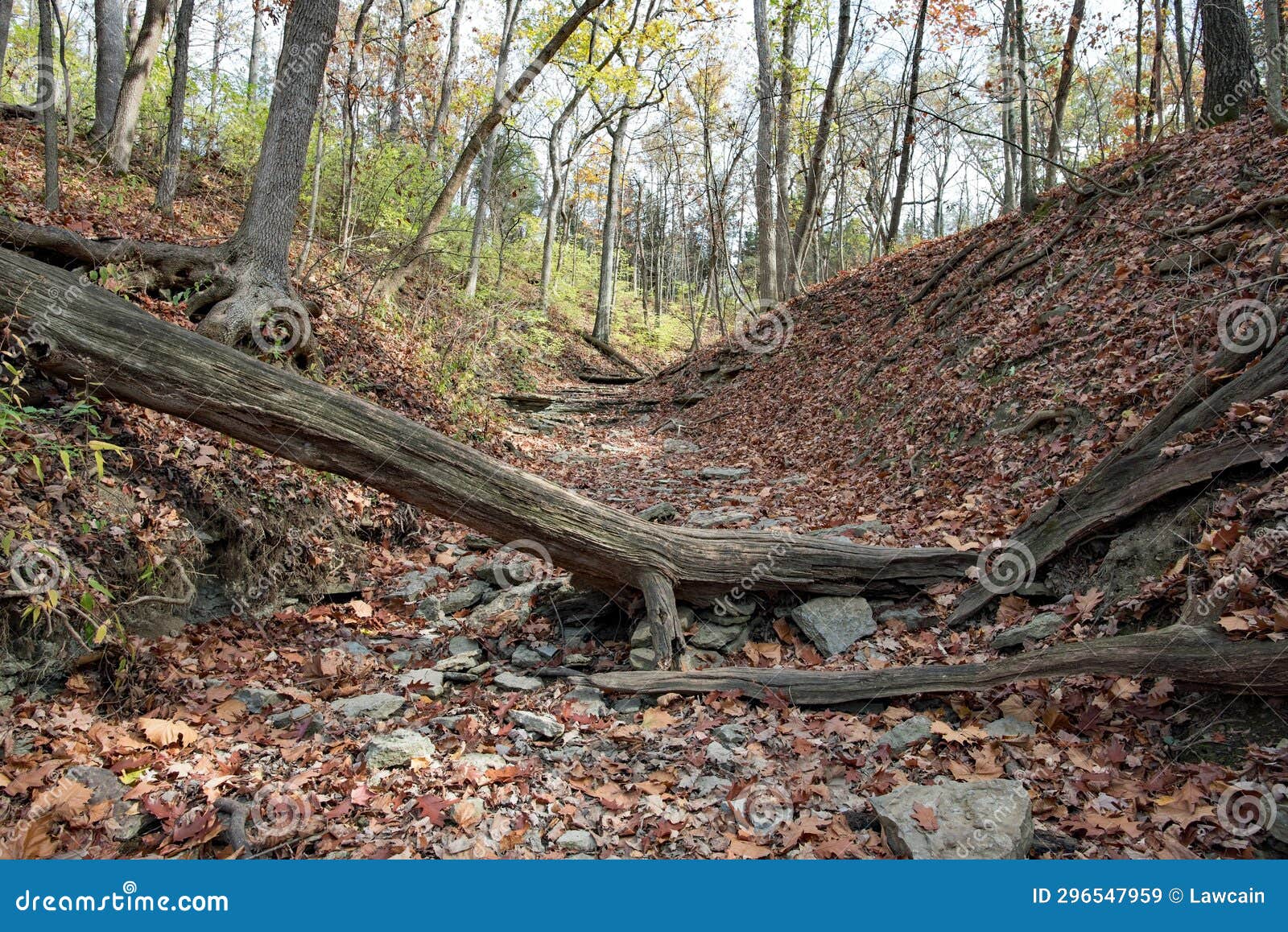 Fallen Trees in Dried Up Riverbed in Late Fall, Horizontal Stock Image ...