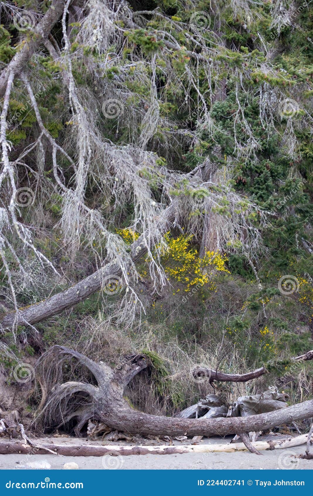 Fallen Trees and Driftwood on Beach at Base of Forest Hill Stock Image ...