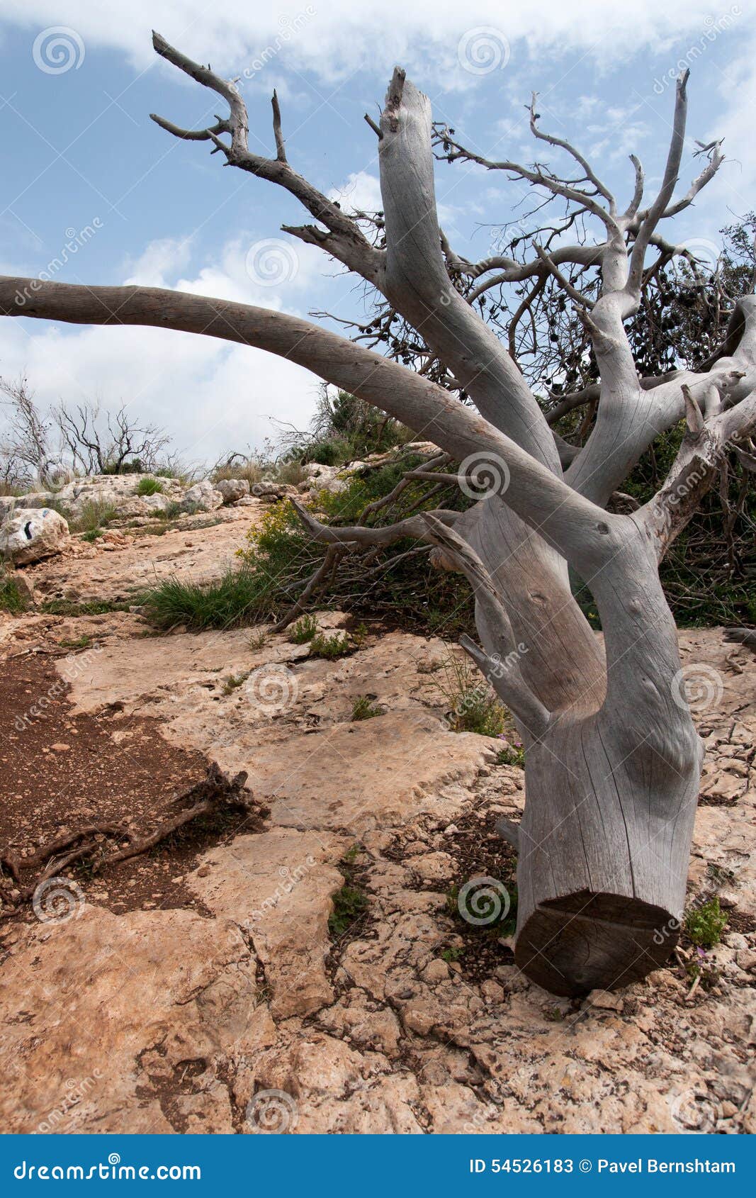 Fallen trees after fire stock image. Image of fire, trail - 54526183