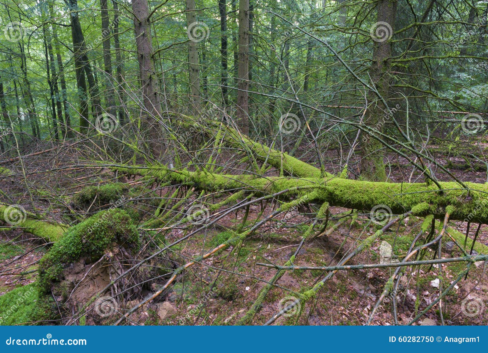 Fallen trees in forest stock photo. Image of coniferous - 60282750