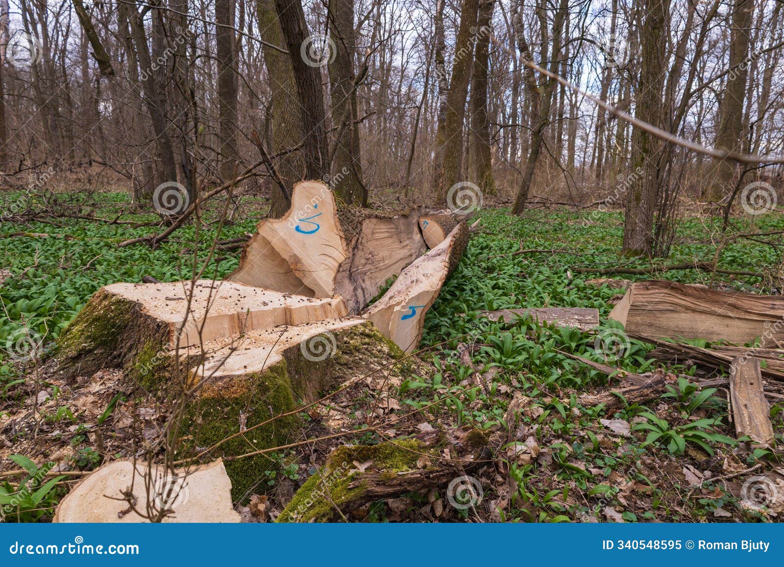 Fallen Trees in the Forest are Cut Down for Logging Stock Illustration ...