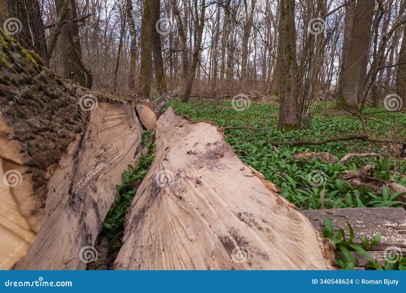 Fallen Trees in the Forest are Cut Down for Logging Stock Illustration ...
