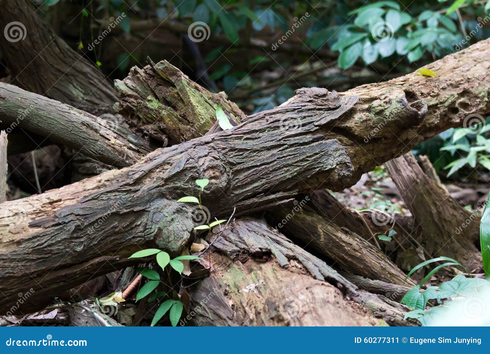 Fallen trees in the forest stock image. Image of dead - 60277311