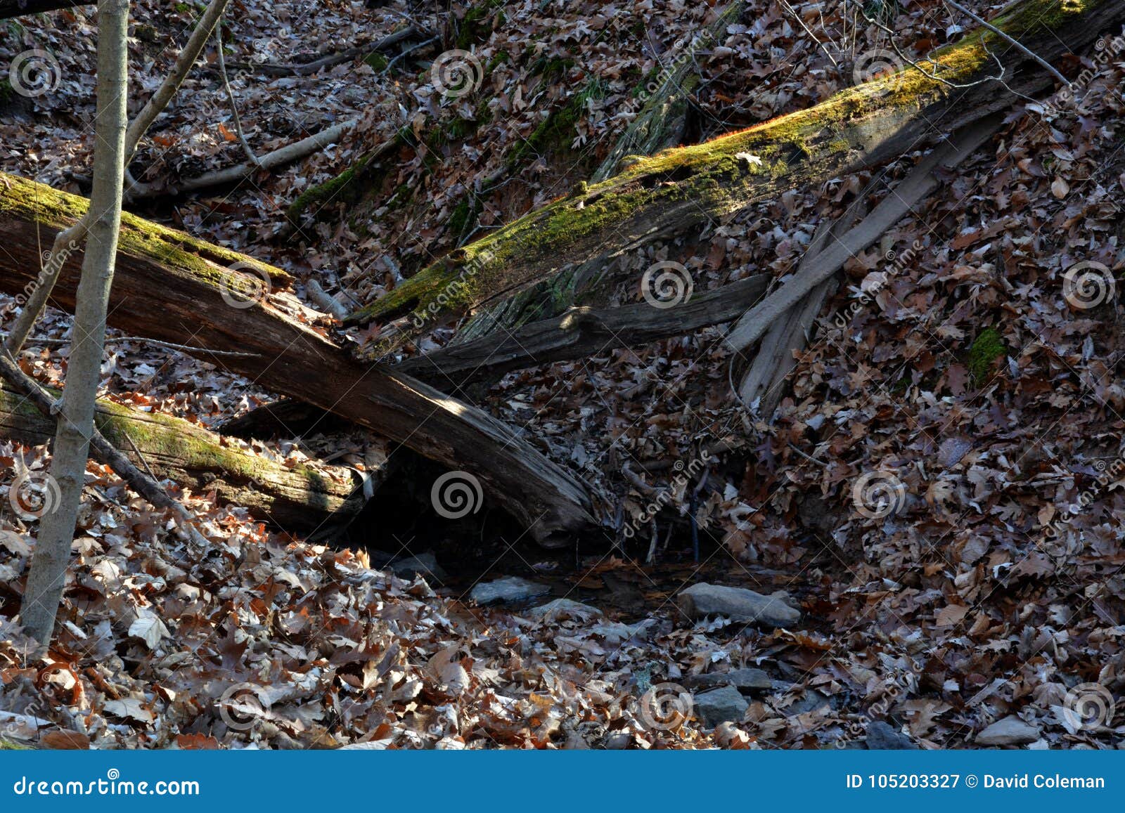 Fallen trees in the forest stock image. Image of leaves - 105203327