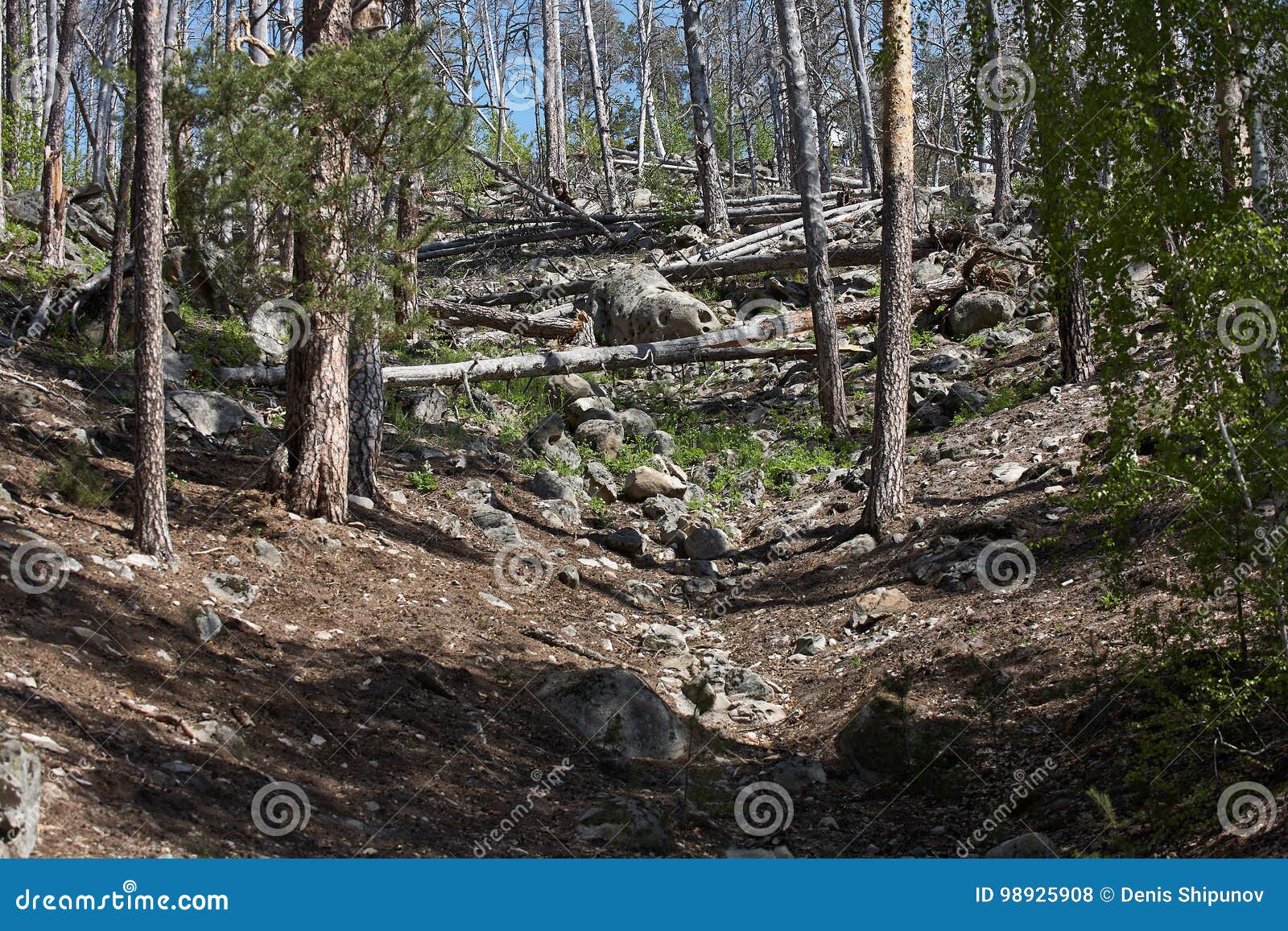 Fallen trees in the forest stock photo. Image of nature - 98925908