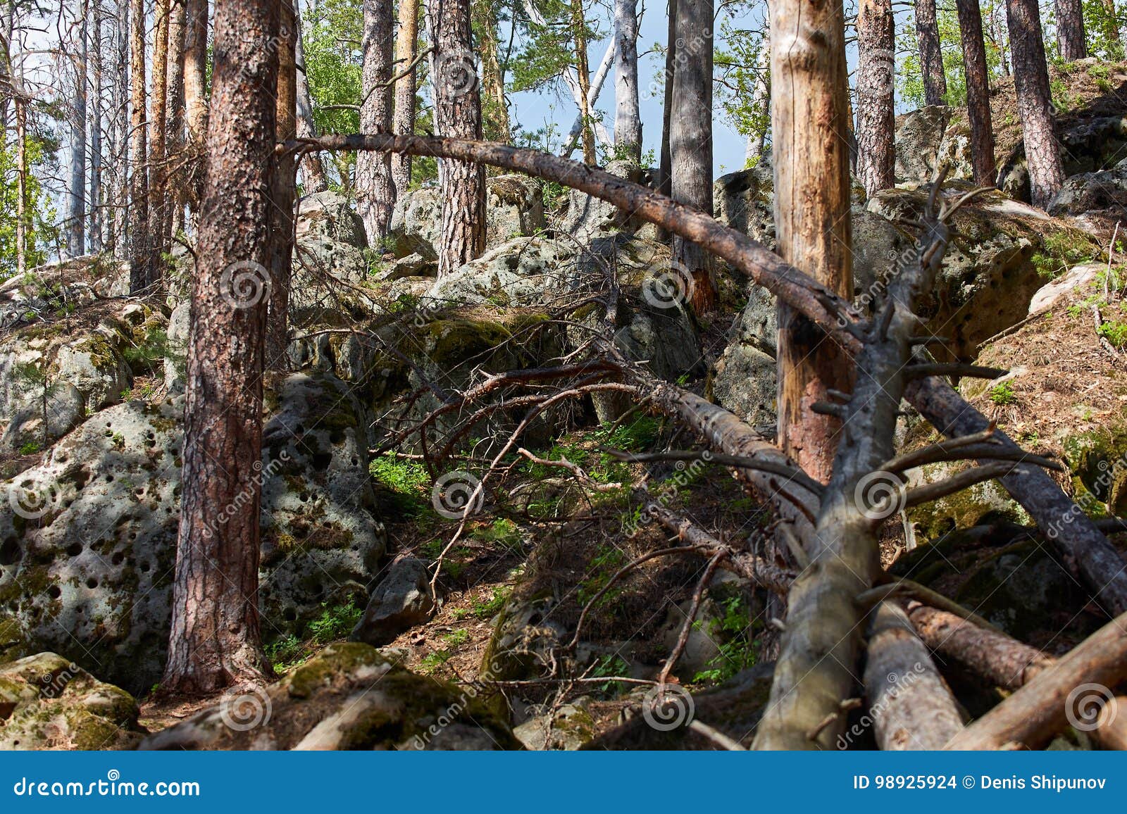 Fallen trees in the forest stock photo. Image of national - 98925924