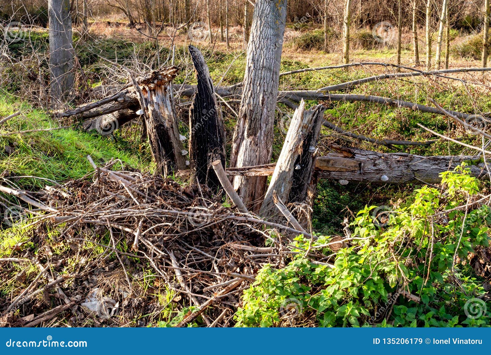 Natural Destruction of Trees in the Forest Stock Image - Image of ...