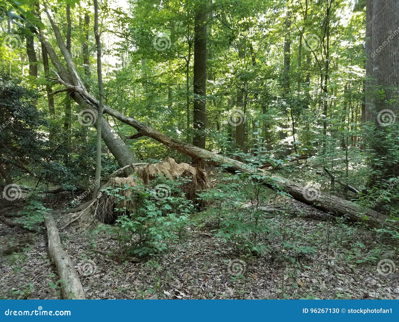 Fallen trees in the forest stock photo. Image of woods - 96267130