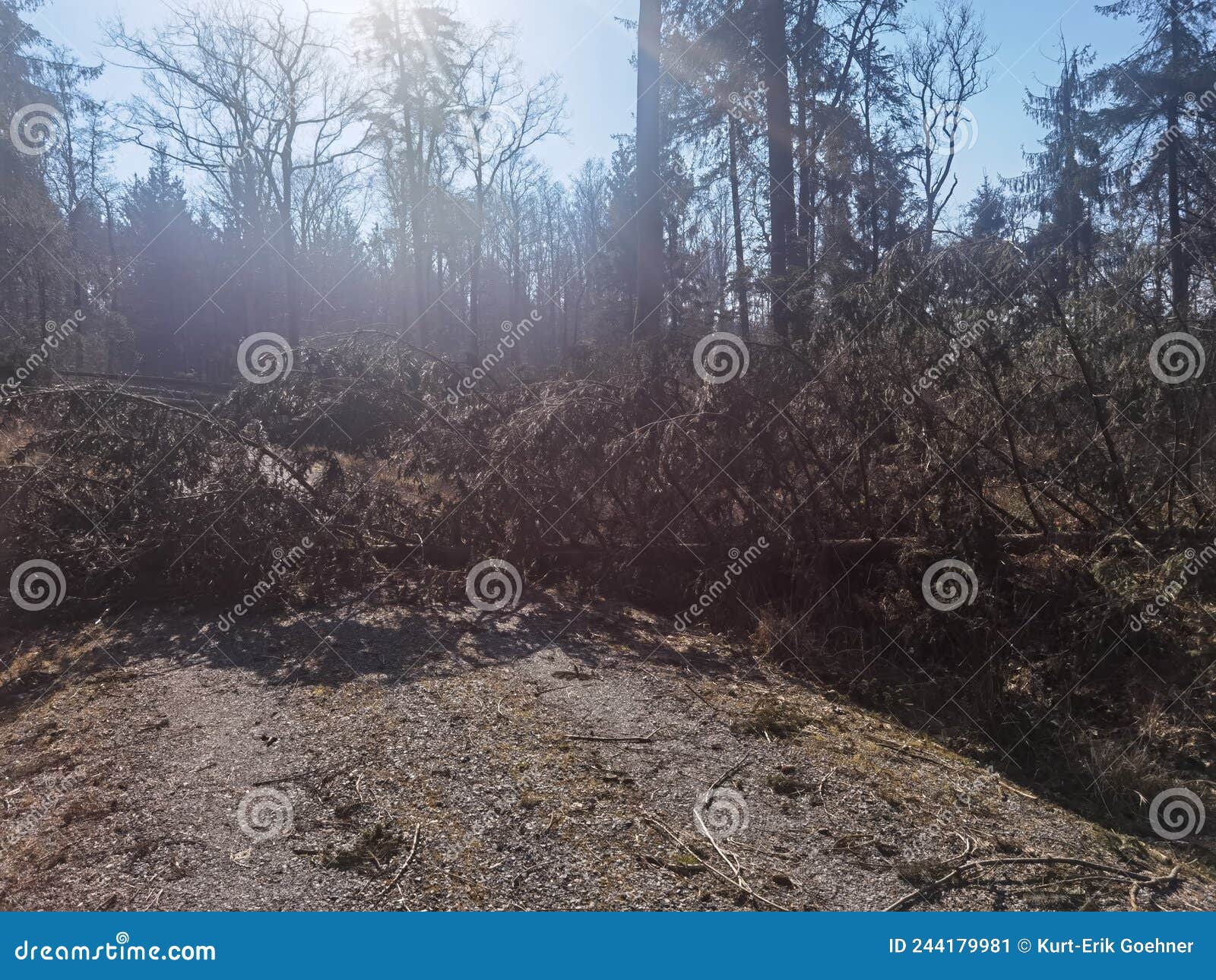 Fallen Trees in the Forest after Storm Stock Image - Image of forest ...