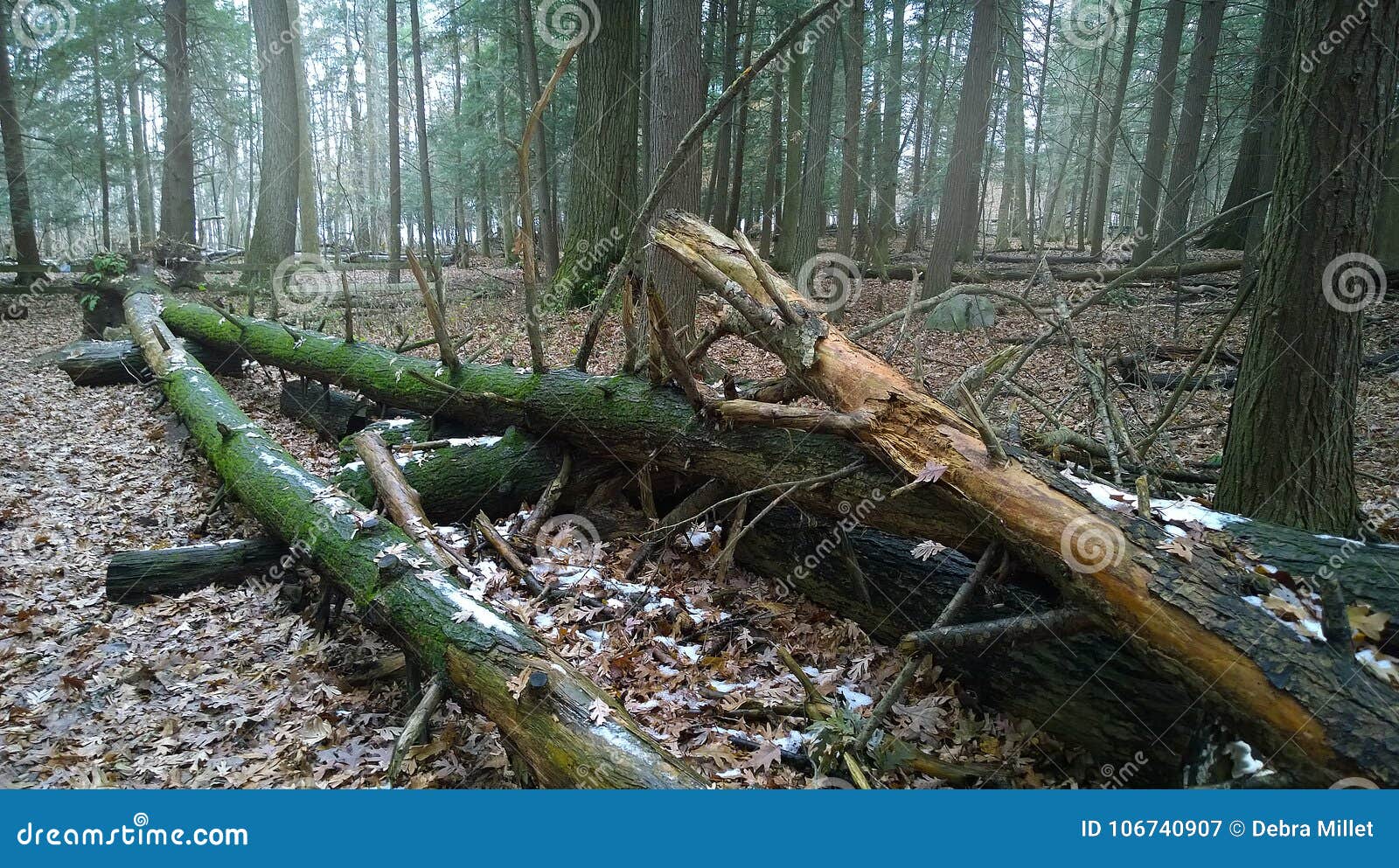 Fallen trees in the woods stock image. Image of green - 106740907