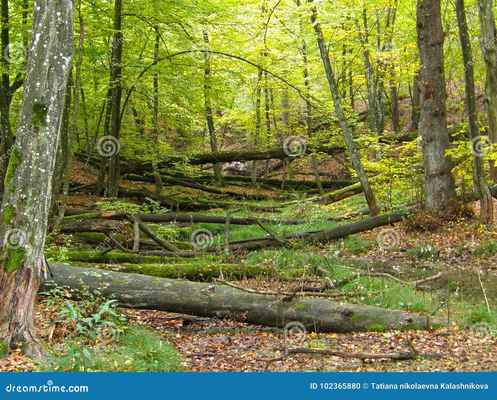 Fallen Trees in the Forest. Stock Photo - Image of leaves, botany ...