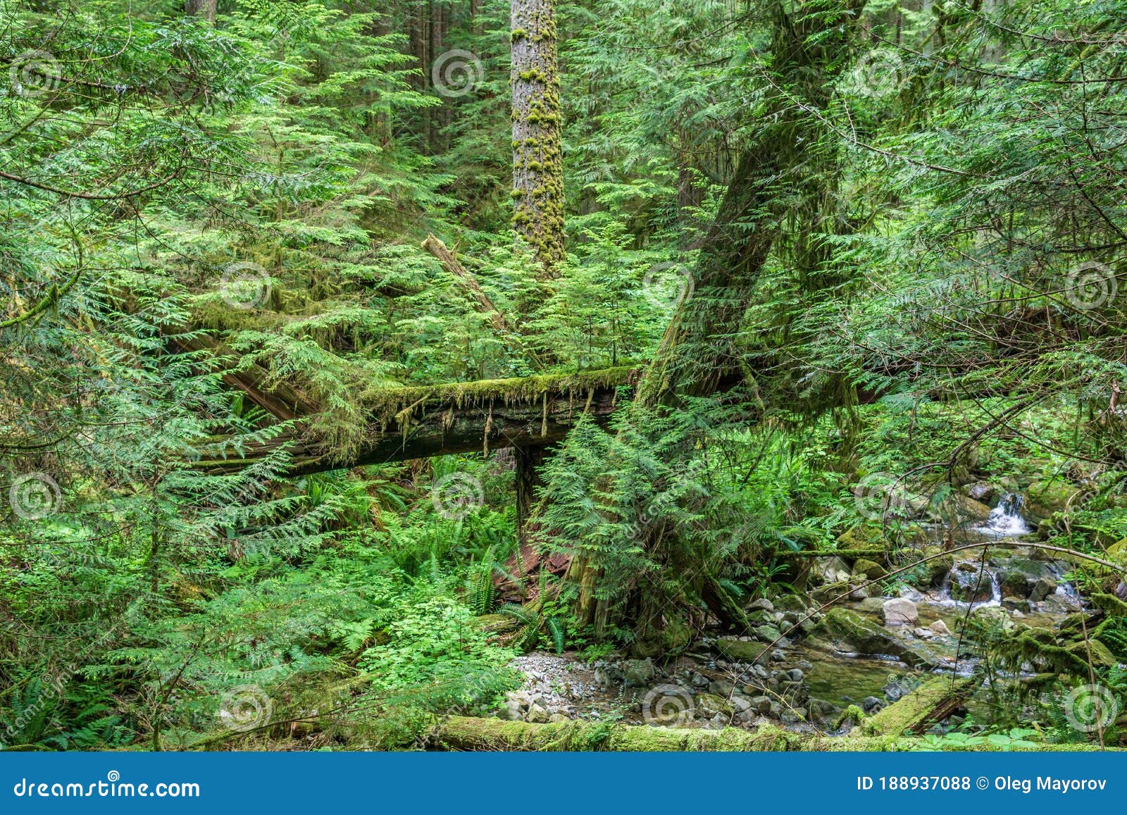 Fallen Trees in the Green Forest Park British Columbia Canada Stock ...