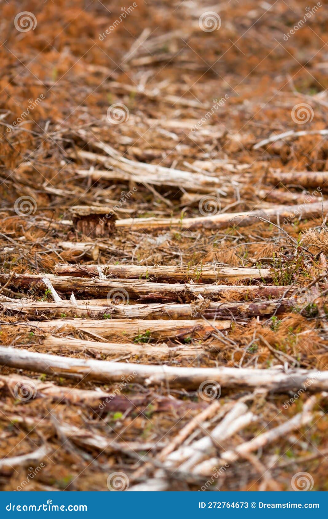 Fallen Trees on the Ground in the Forest. Deforestation Stock Image ...