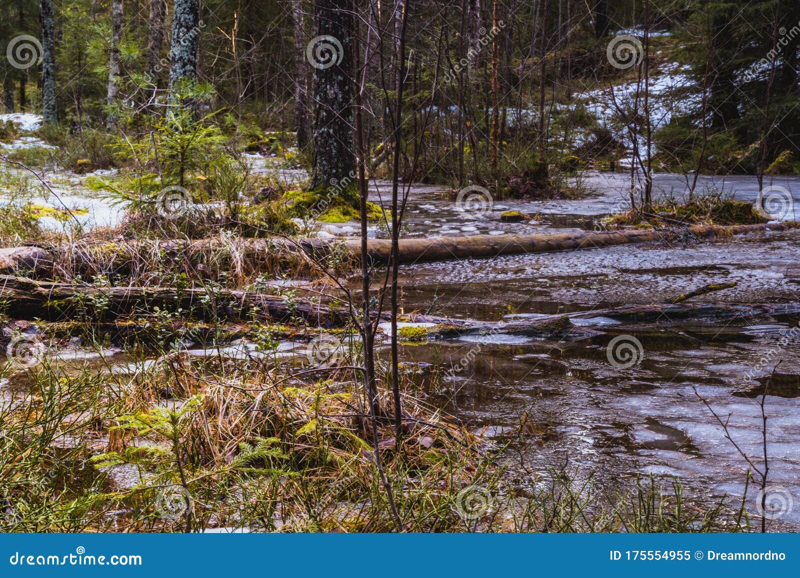 Fallen Trees on a Lake Swamp in the Middle of a Scandinavian Forest ...