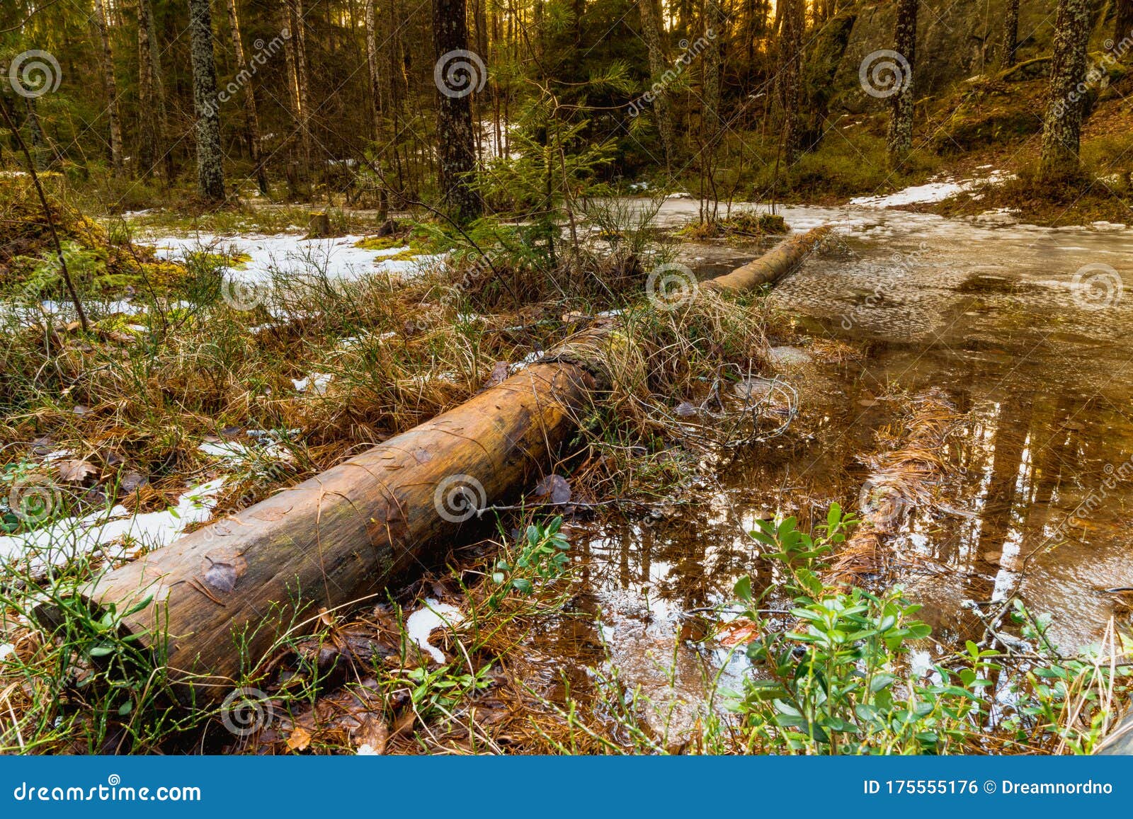 Fallen Trees on a Lake Swamp in the Middle of a Scandinavian Forest ...