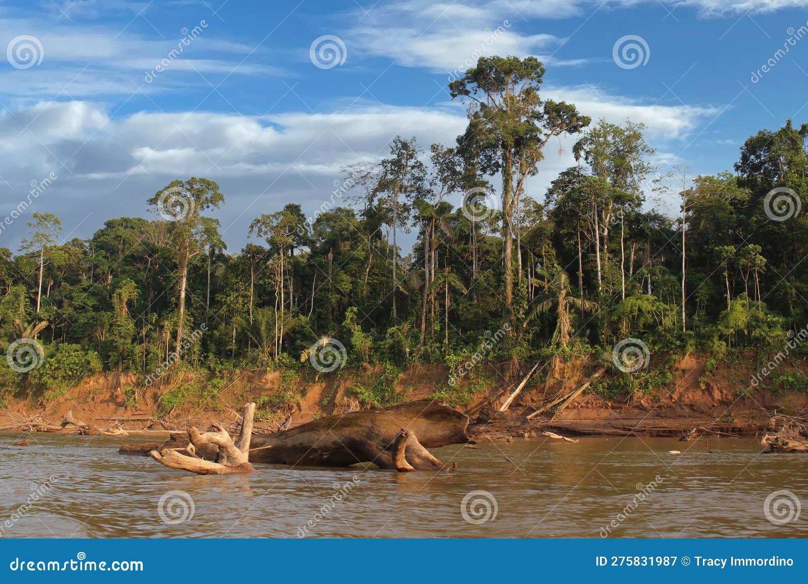 Rainforest Fallen Logs Rotted Stump Moss Covered Tree Trunk Royalty ...