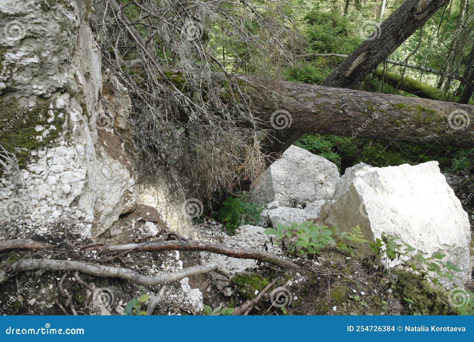 Impenetrable Thicket of the Forest with Fallen Trees Stock Photo ...