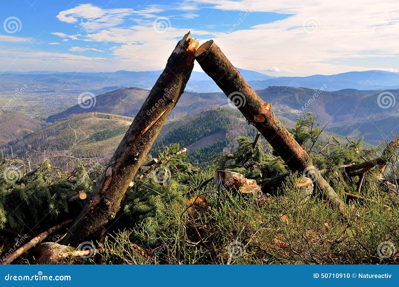 Fallen trees in mountains stock photo. Image of twig - 50710910