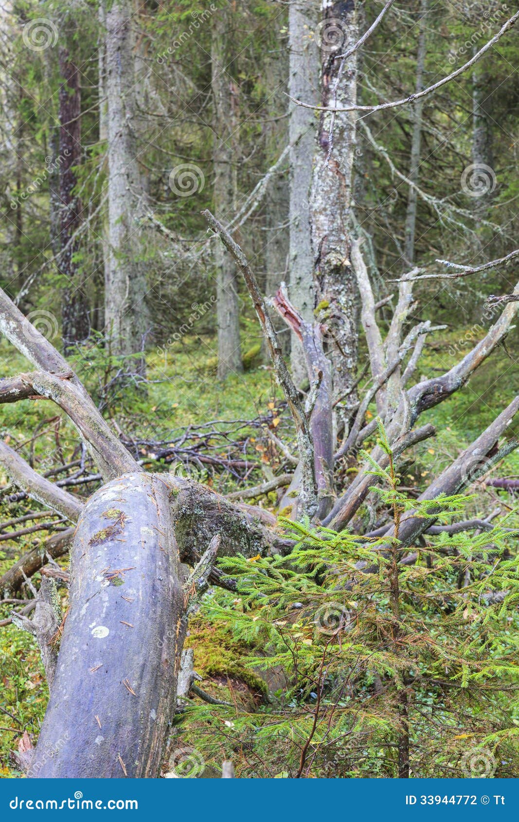 Fallen trees stock photo. Image of spruce, nonurban, fallen - 33944772