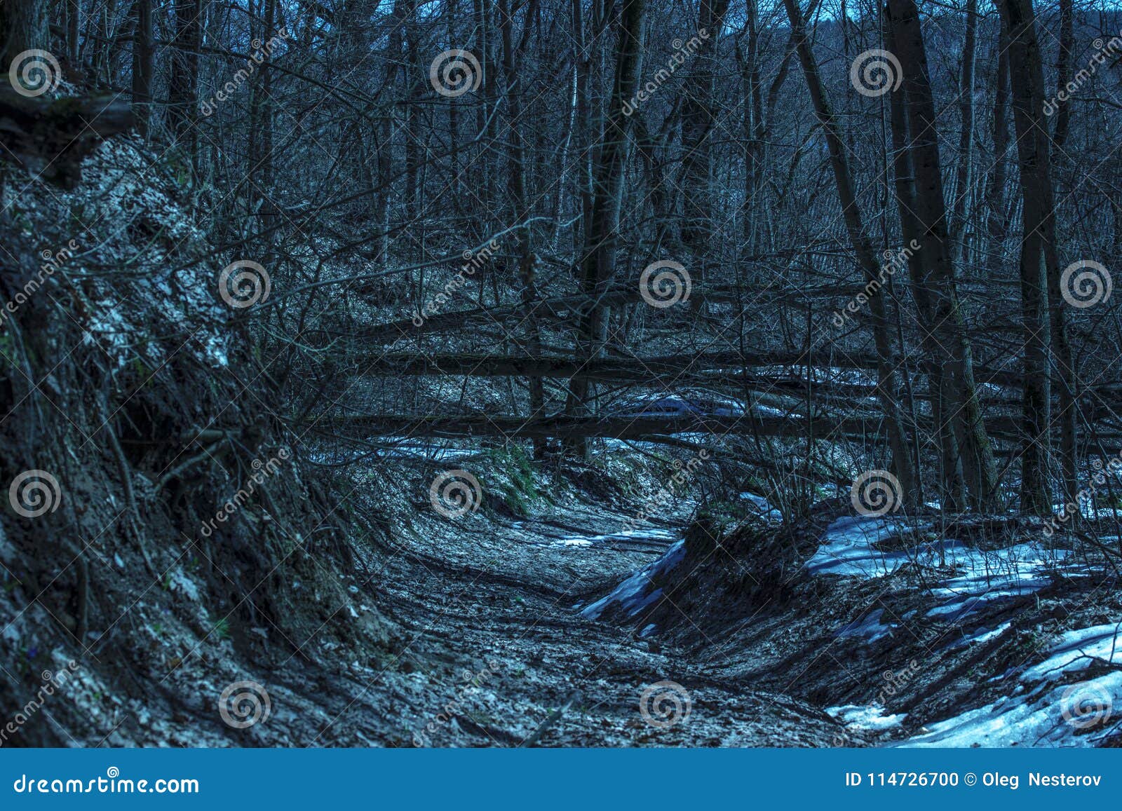 Fallen Trees Over the Path in the Night Forest Stock Photo - Image of ...